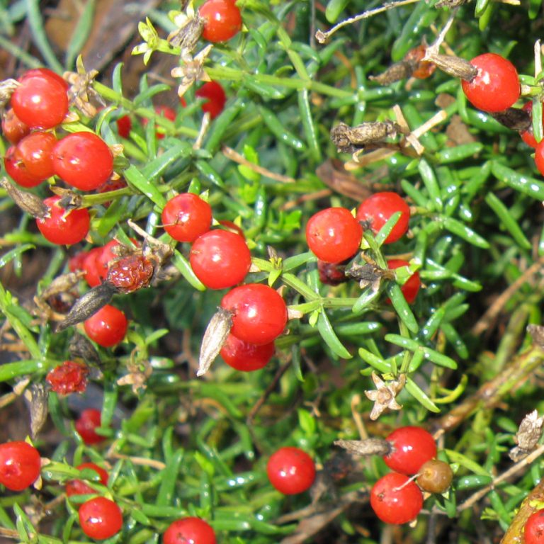 Chironia baccifera - HAPPY BY NATURE