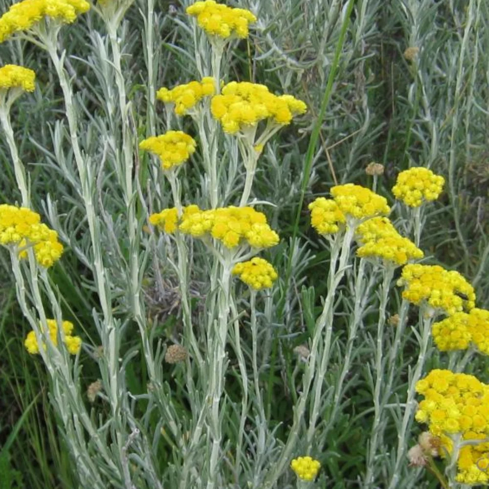 Helichrysum odoratissimum - HAPPY BY NATURE