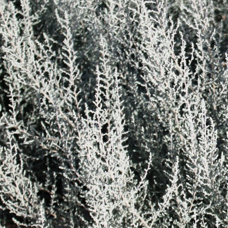 Seriphium plumosum - HAPPY BY NATURE
