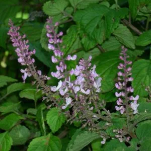 Plectranthus fruticosus ‘James’ - HAPPY BY NATURE