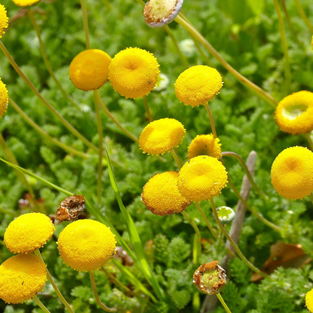 Cotula sericea - HAPPY BY NATURE