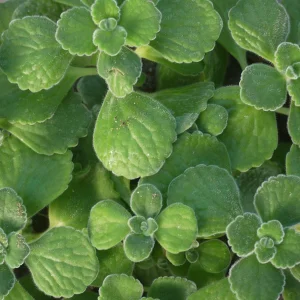 Plectranthus hadiensis - HAPPY BY NATURE